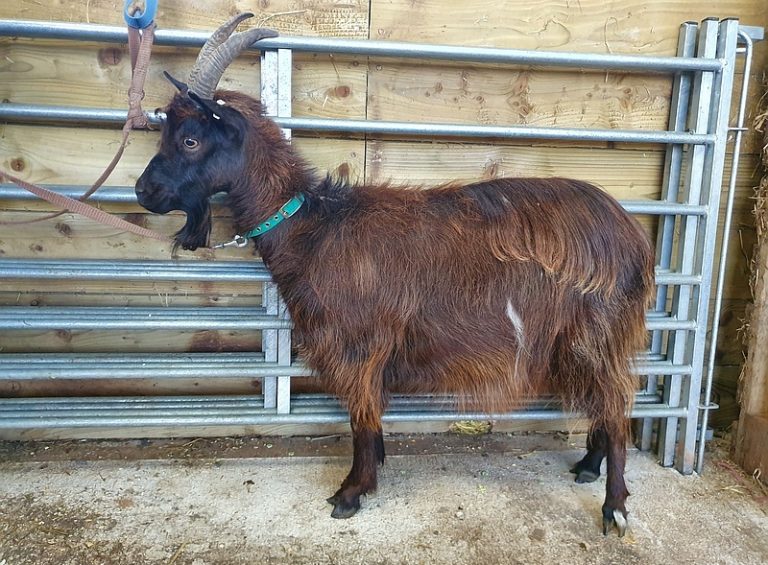 Old English Goat - Breed Profile - Goat Journal